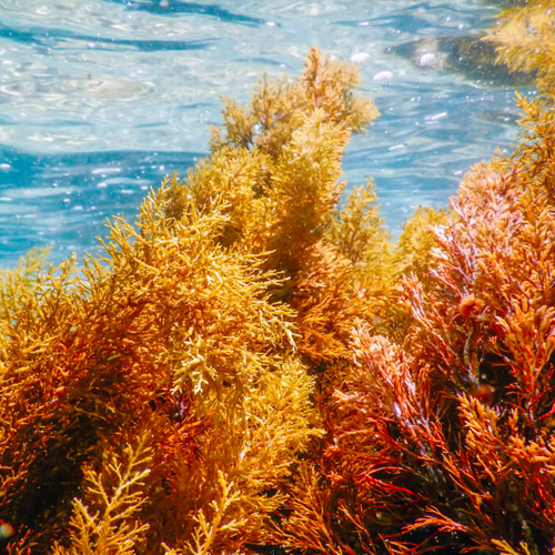 Sea Moss – LYLO